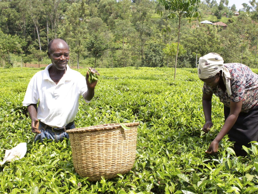 The tea bonus: a blessing or a growing dependency? Tea farmers from ...